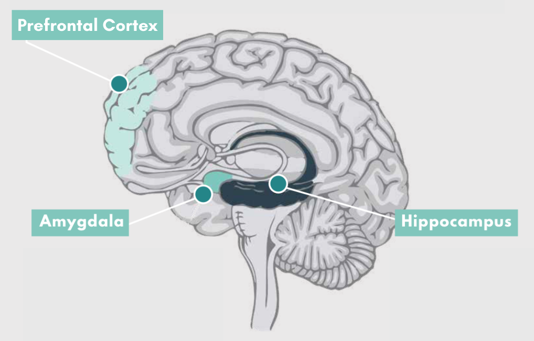 Brain Amygdala Hippocampus Brain Amygdala Hippocampus